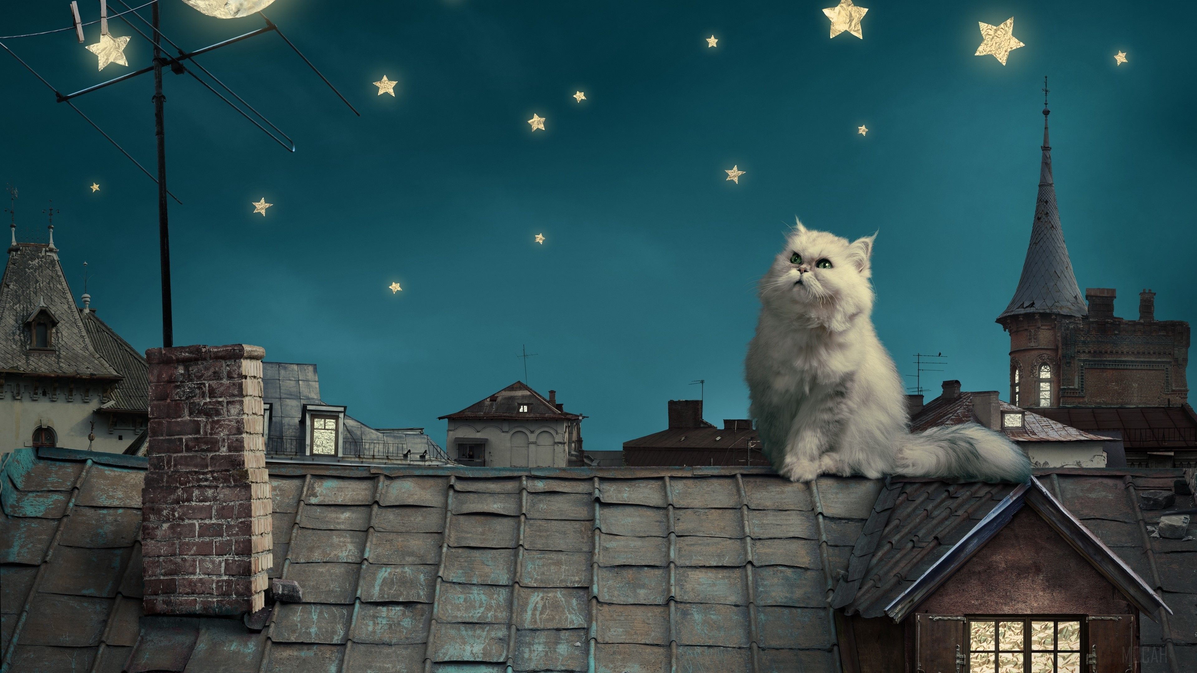 Cat Night Wallpapers - Top Free Cat Night Backgrounds - WallpaperAccess