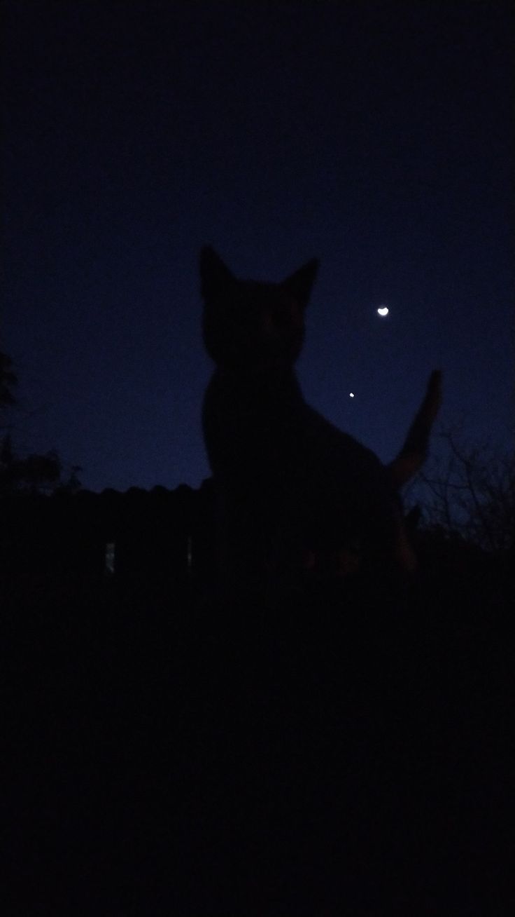 Cat Night Wallpapers - Top Free Cat Night Backgrounds - WallpaperAccess