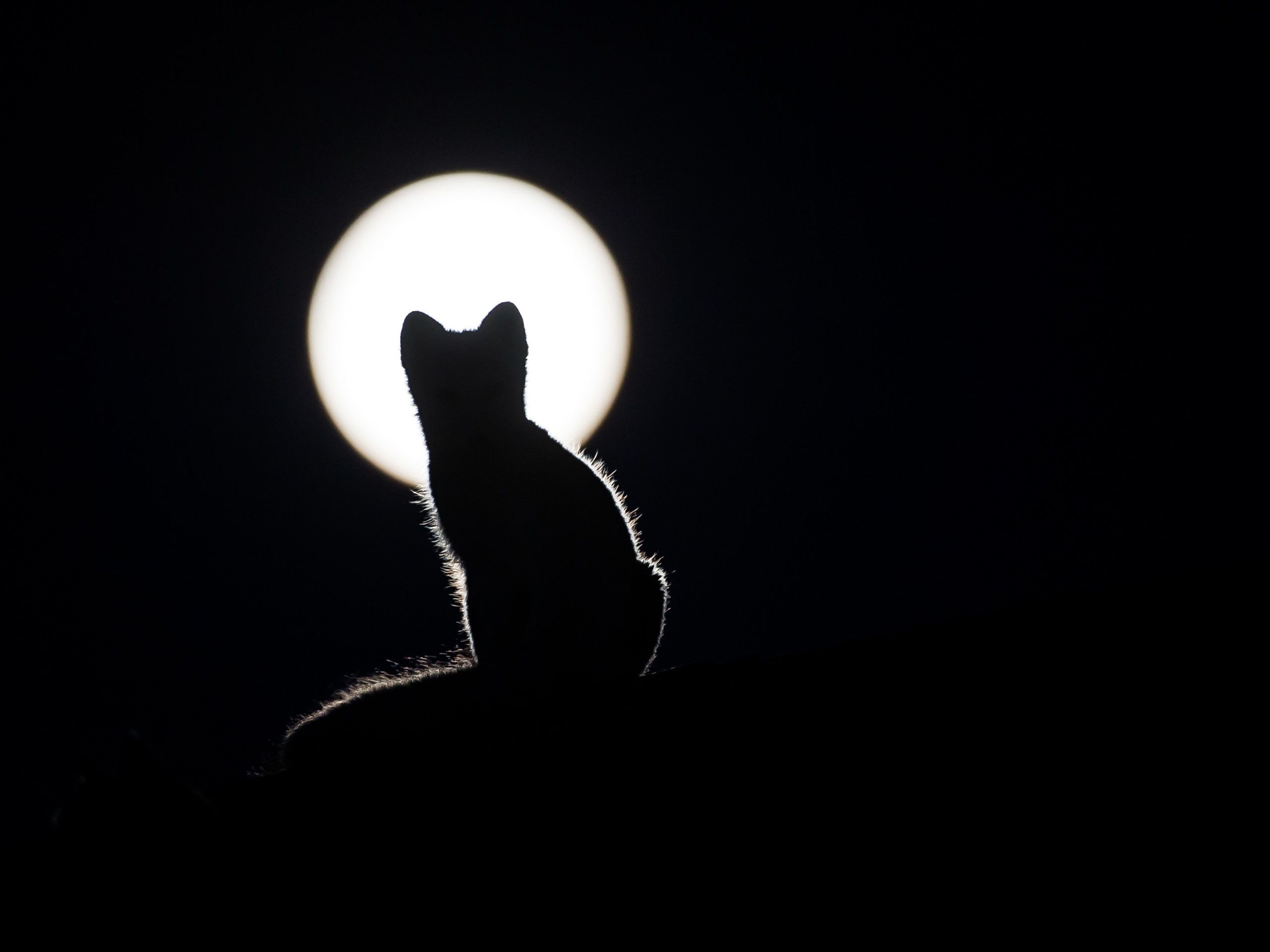 Cat Night Wallpapers - Top Free Cat Night Backgrounds - WallpaperAccess
