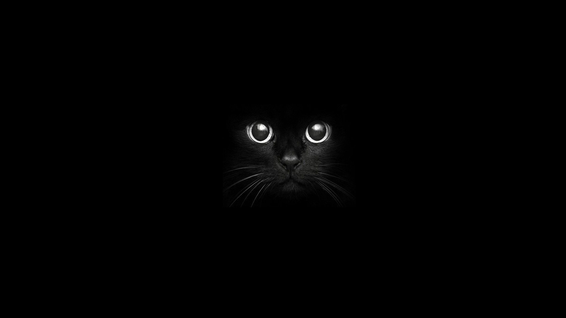 Cat Night Wallpapers - Top Free Cat Night Backgrounds - WallpaperAccess