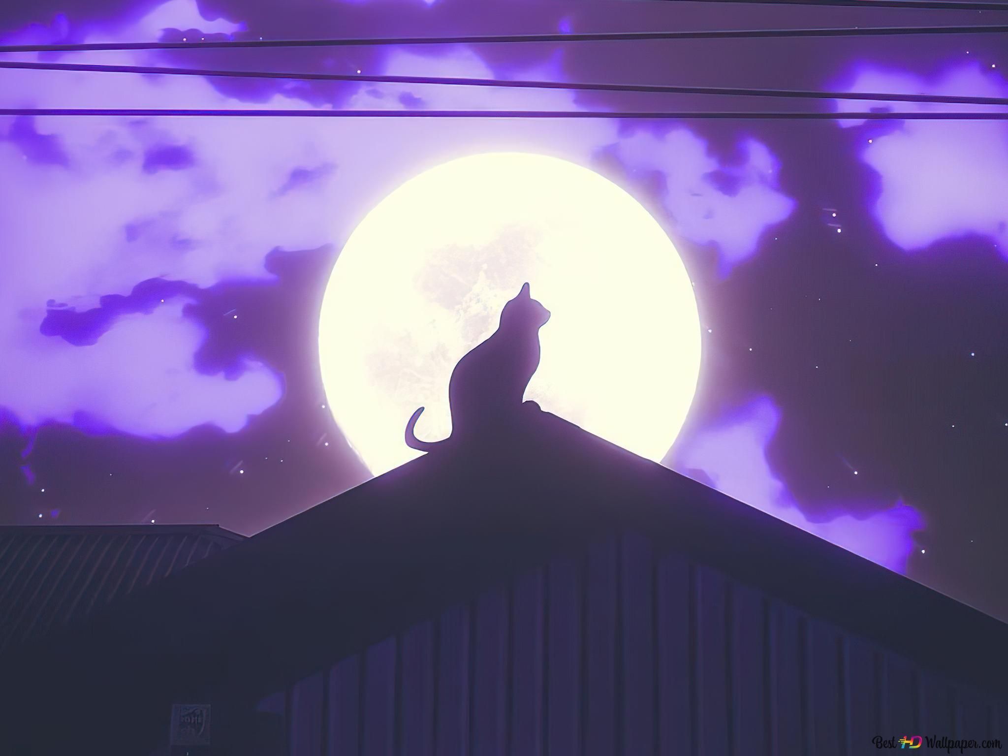 Cat Night Wallpapers - Top Free Cat Night Backgrounds - WallpaperAccess