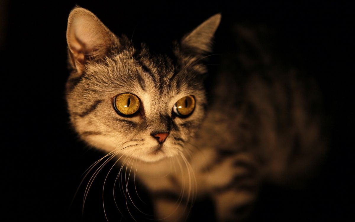 Cat Night Wallpapers - Top Free Cat Night Backgrounds - WallpaperAccess