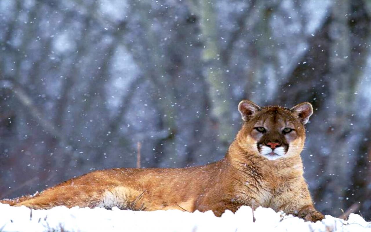 Snow Lion Wallpapers - Top Free Snow Lion Backgrounds - WallpaperAccess