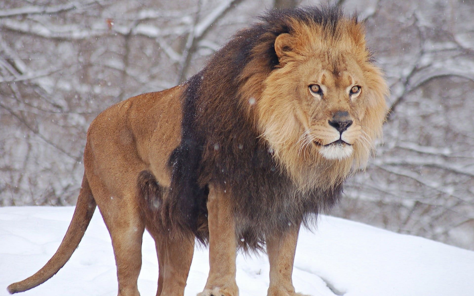 Snow Lion Wallpapers - Top Free Snow Lion Backgrounds - WallpaperAccess