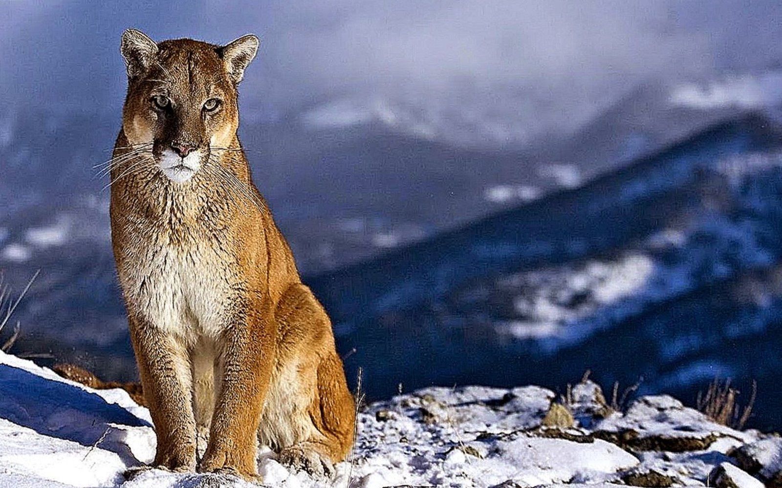 Snow Lion Wallpapers - Top Free Snow Lion Backgrounds - WallpaperAccess