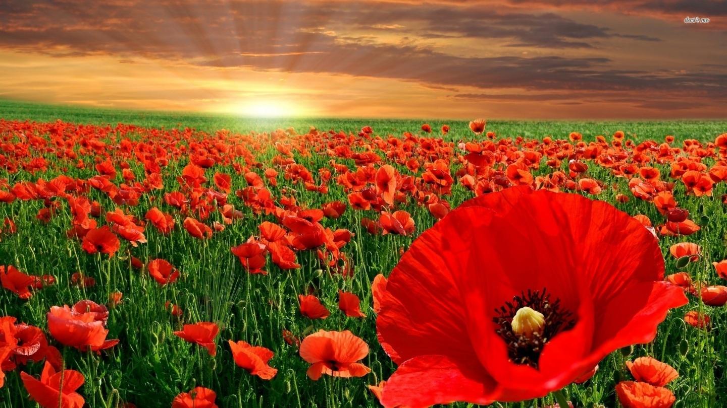 Remembrance Day Wallpapers - Top Free Remembrance Day Backgrounds ...