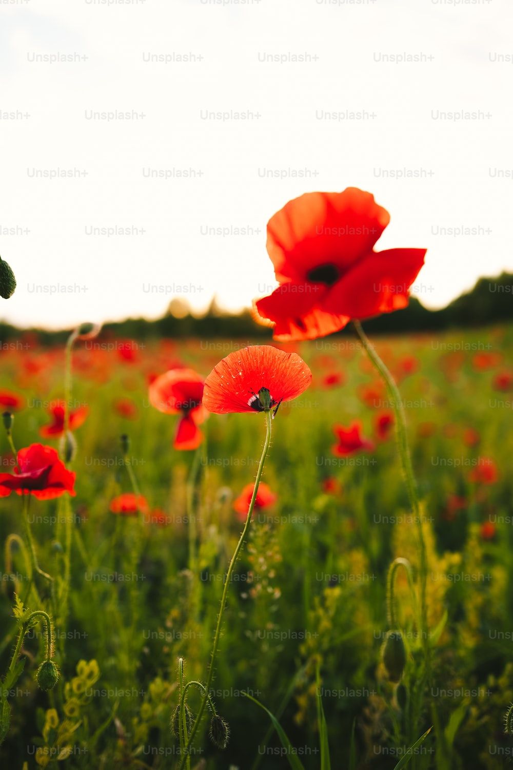 Remembrance Day Wallpapers - Top Free Remembrance Day Backgrounds ...