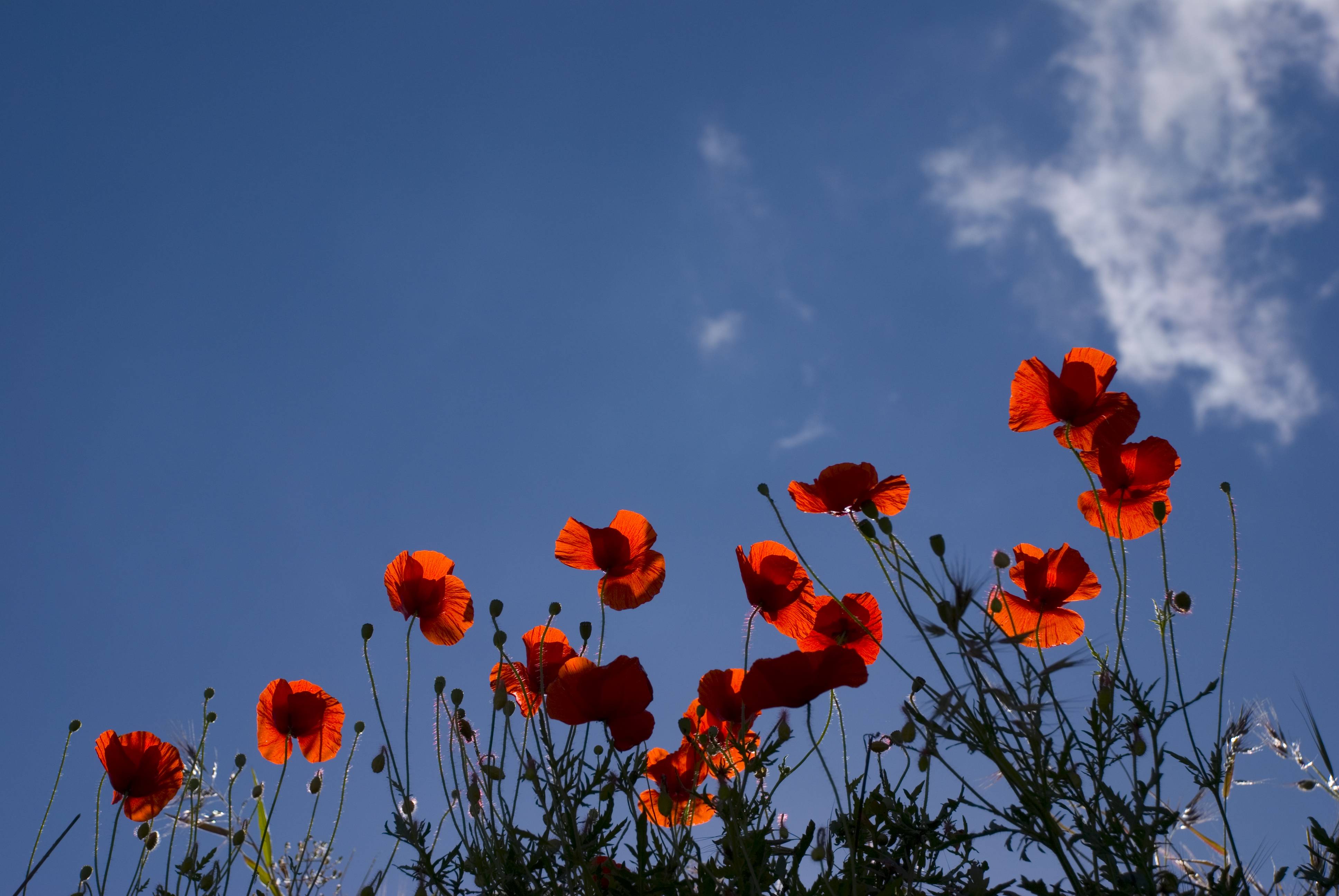 Remembrance Day Wallpapers - Top Free Remembrance Day Backgrounds ...