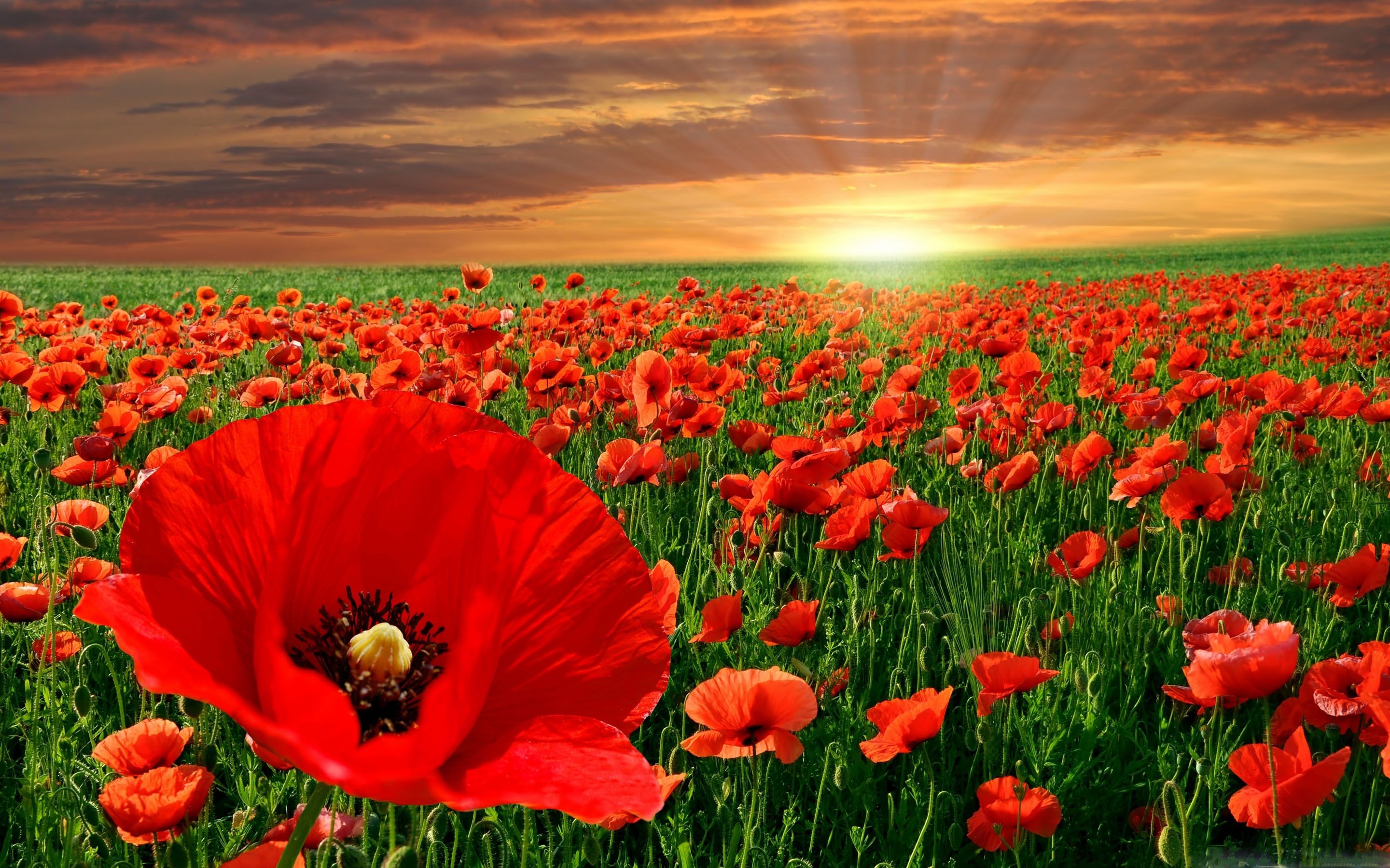 Remembrance Day Wallpapers - Top Free Remembrance Day Backgrounds ...