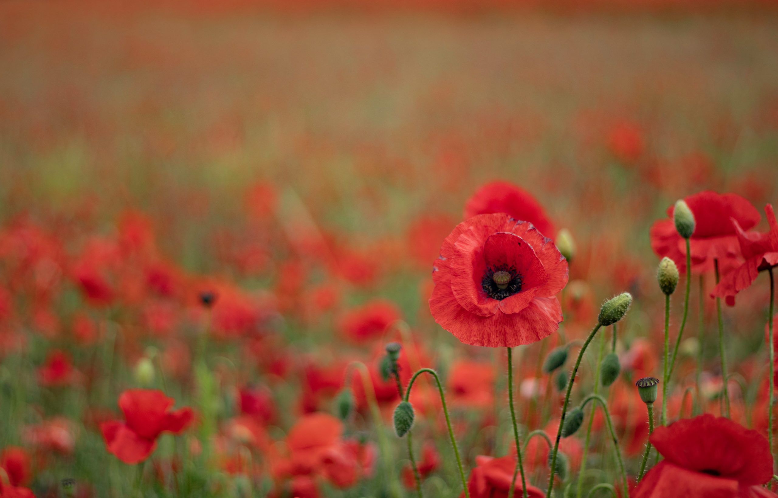 Remembrance Day Wallpapers - Top Free Remembrance Day Backgrounds ...