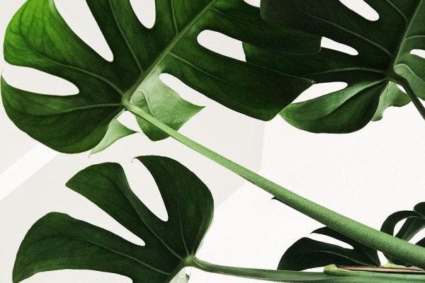 Monstera Leaves Wallpapers - Top Free Monstera Leaves Backgrounds ...