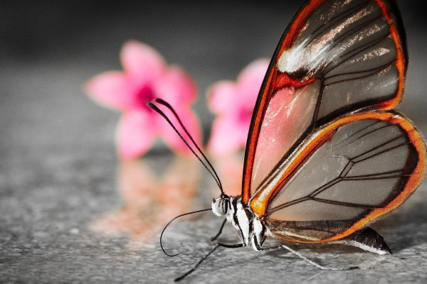 Rainbow Butterfly Wallpapers - Top Free Rainbow Butterfly Backgrounds ...
