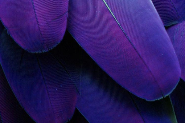 Black Feather Wallpapers - Top Free Black Feather Backgrounds ...