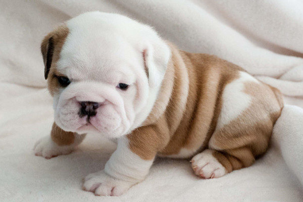 Baby Dog Wallpapers - Top Free Baby Dog Backgrounds - WallpaperAccess