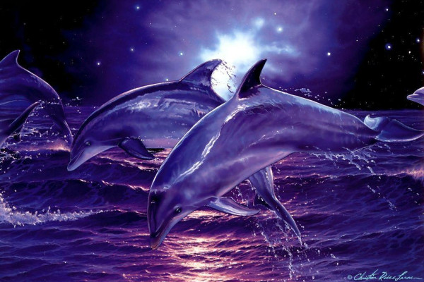 Baby Dolphin Wallpapers - Top Free Baby Dolphin Backgrounds ...