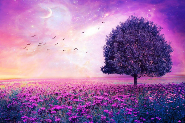 Purple Nature Wallpapers - Top Free Purple Nature Backgrounds ...