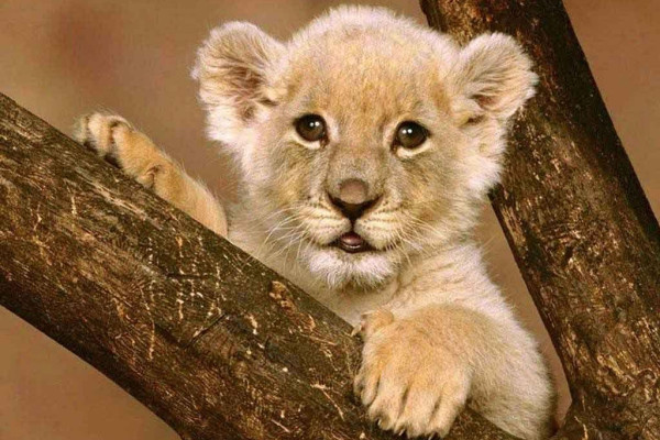 Gold Lion Wallpapers - Top Free Gold Lion Backgrounds - WallpaperAccess