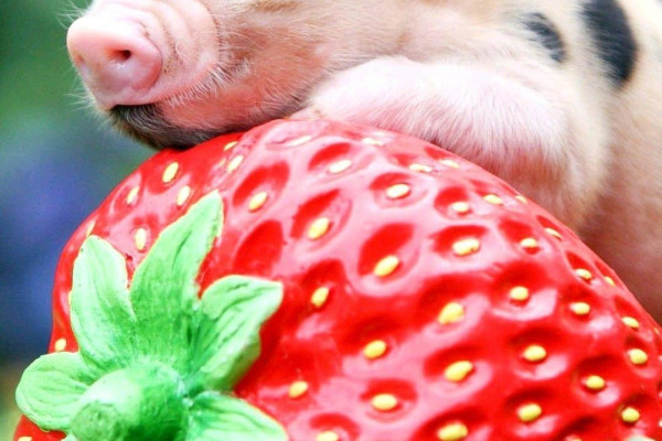 Baby Pig Wallpapers - Top Free Baby Pig Backgrounds - WallpaperAccess