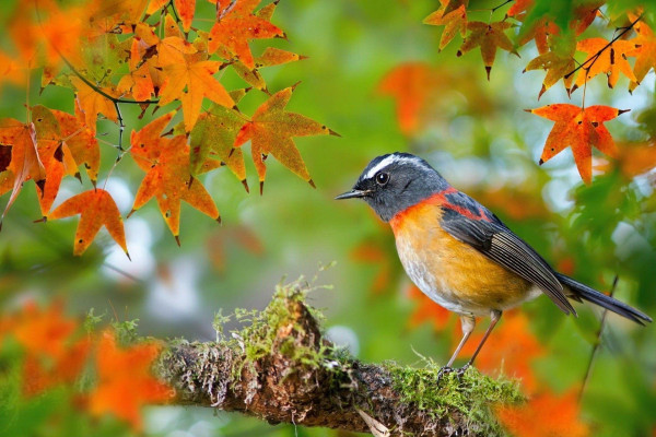 Spring Birds Wallpapers - Top Free Spring Birds Backgrounds ...