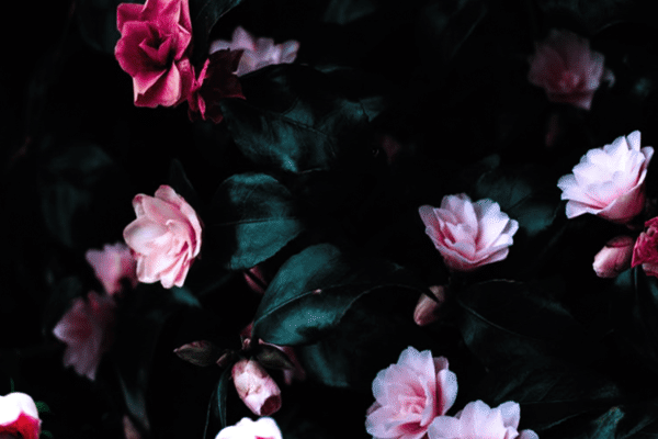 Black Floral Desktop Wallpapers - Top Free Black Floral Desktop ...