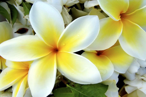 Hawaii Flowers Wallpapers - Top Free Hawaii Flowers Backgrounds ...