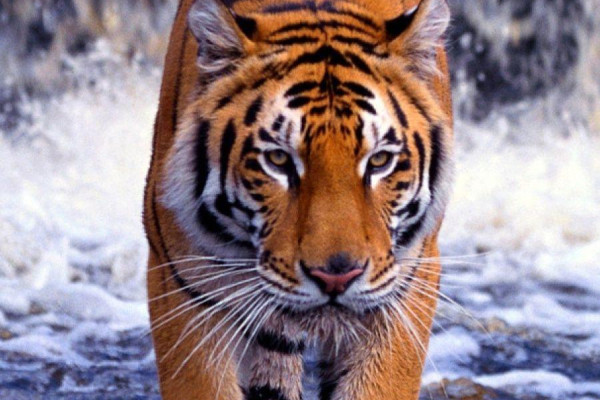 8k Animal Wallpapers - Top Free 8k Animal Backgrounds - WallpaperAccess