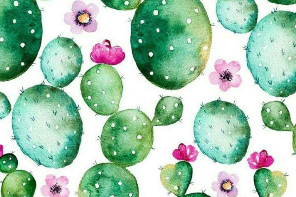 Cactus PC Wallpapers - Top Free Cactus PC Backgrounds - WallpaperAccess