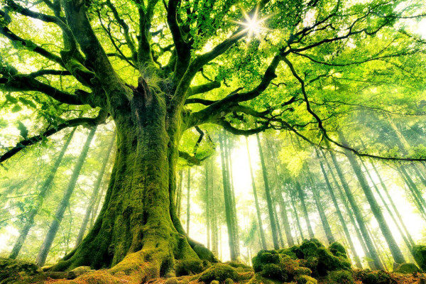 Zen Forest Wallpapers - Top Free Zen Forest Backgrounds - WallpaperAccess