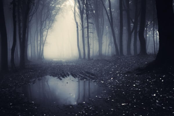 4K Forest Wallpapers - Top Free 4K Forest Backgrounds - WallpaperAccess