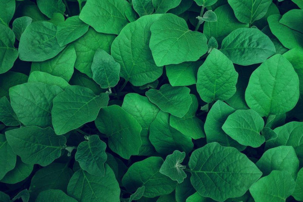 Earth Green Wallpapers - Top Free Earth Green Backgrounds - WallpaperAccess