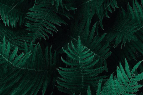 Monstera Desktop Wallpapers - Top Free Monstera Desktop Backgrounds ...