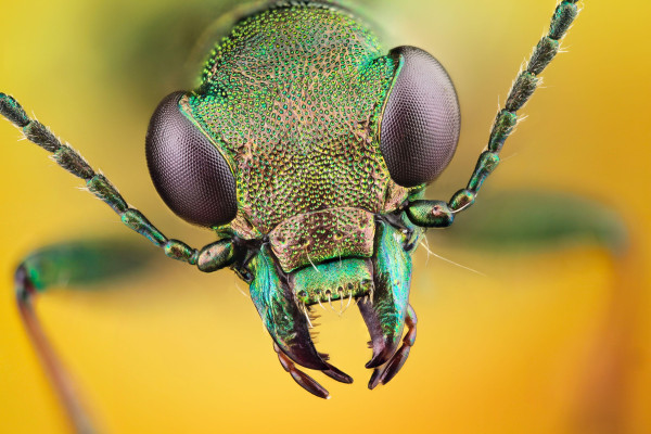 Moth Desktop Wallpapers - Top Free Moth Desktop Backgrounds ...