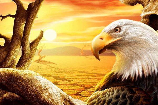 Fire Eagle Wallpapers - Top Free Fire Eagle Backgrounds - WallpaperAccess