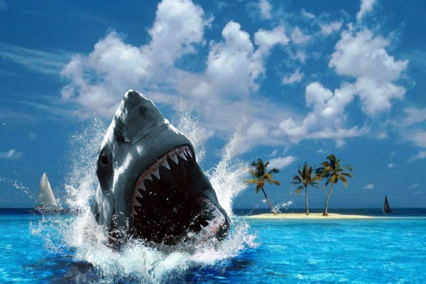 Cool Shark Wallpapers - Top Free Cool Shark Backgrounds - WallpaperAccess