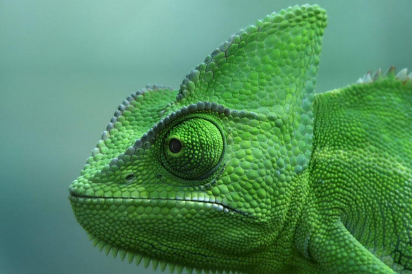 Chameleon Phone Wallpapers - Top Free Chameleon Phone Backgrounds ...
