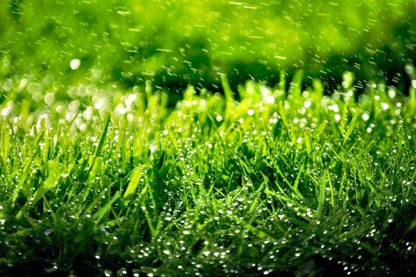 Dead Grass Wallpapers - Top Free Dead Grass Backgrounds - WallpaperAccess