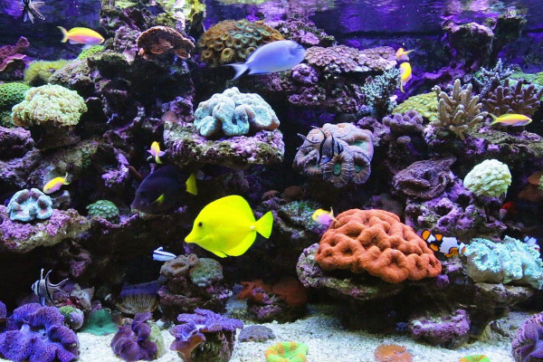 Aquarium Desktop Wallpapers - Top Free Aquarium Desktop Backgrounds ...