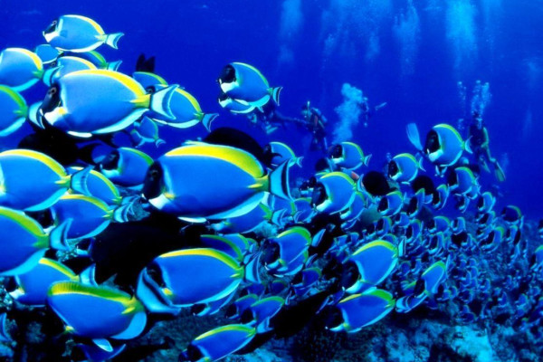 Arowana Wallpapers - Top Free Arowana Backgrounds - WallpaperAccess