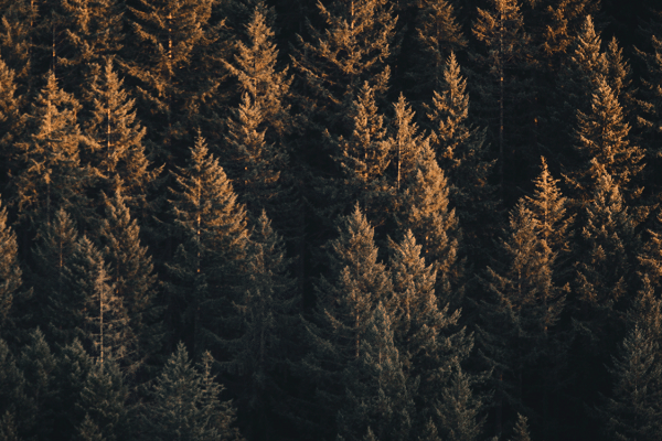 Forest iPhone Wallpapers - Top Free Forest iPhone Backgrounds ...