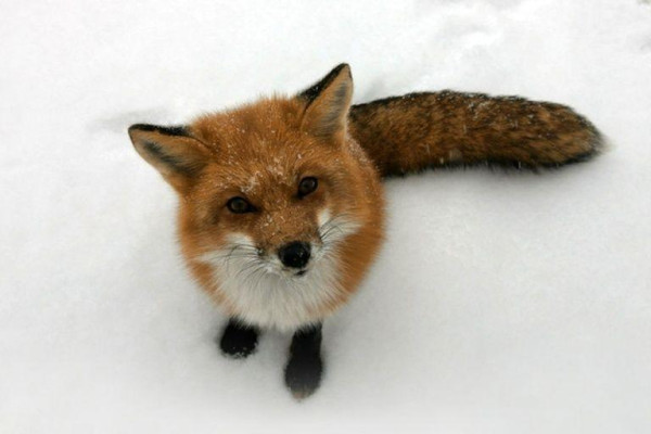 Fox Wallpapers - Top Free Fox Backgrounds - WallpaperAccess