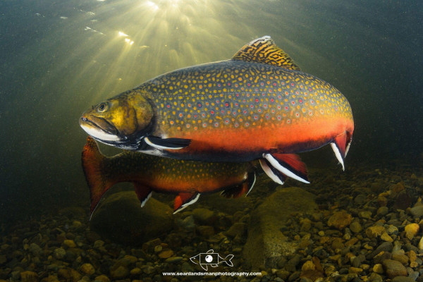 Fly Fishing Wallpapers - Top Free Fly Fishing Backgrounds - WallpaperAccess