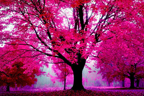 Windows Pink Wallpapers - Top Free Windows Pink Backgrounds ...