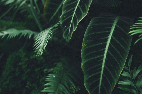 Tropical Leaves Wallpapers - Top Free Tropical Leaves Backgrounds - WallpaperAccess