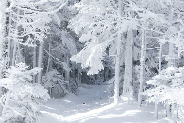 Raining Forest Wallpapers - Top Free Raining Forest Backgrounds ...