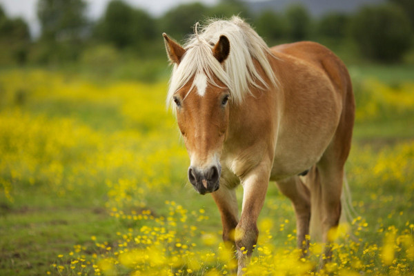 Spring Animals Wallpapers - Top Free Spring Animals Backgrounds ...