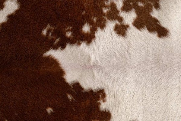 Cowhide Wallpapers - Top Free Cowhide Backgrounds - WallpaperAccess