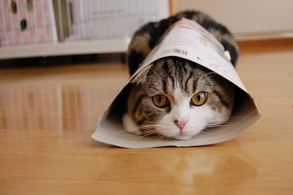 Meow Wallpapers - Top Free Meow Backgrounds - WallpaperAccess