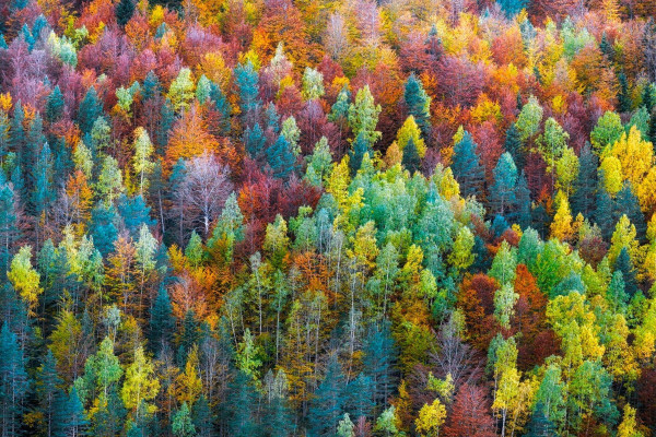 Purple Forest Wallpapers - Top Free Purple Forest Backgrounds ...