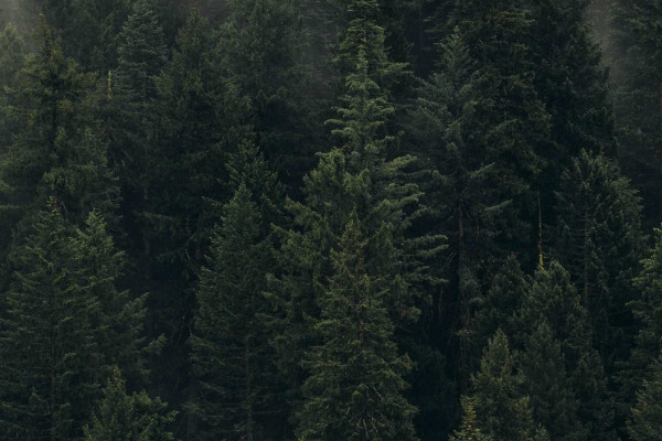 Evergreen Forest Wallpapers - Top Free Evergreen Forest Backgrounds ...