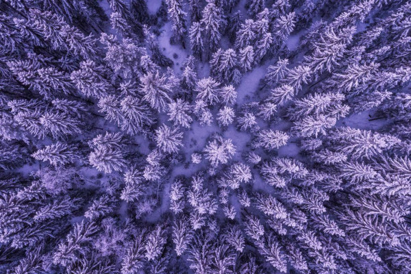 Purple Tree Wallpapers - Top Free Purple Tree Backgrounds - WallpaperAccess